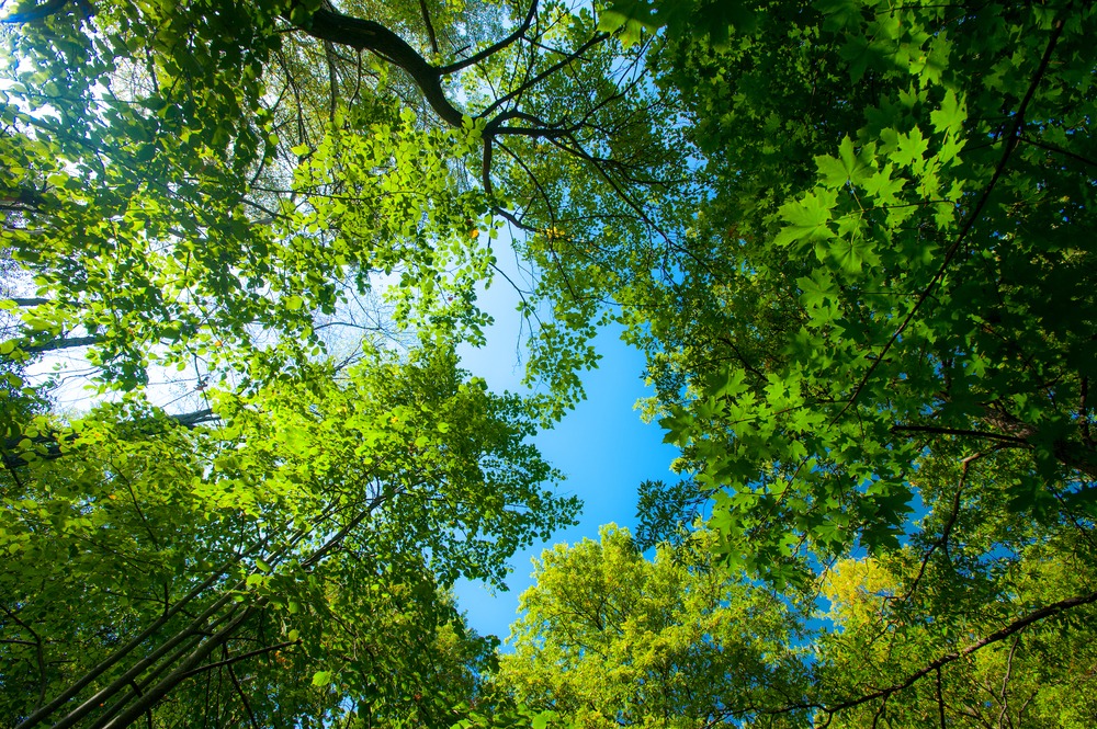 Let's get digital, but sustainable too: Three initiatives for a greener ...