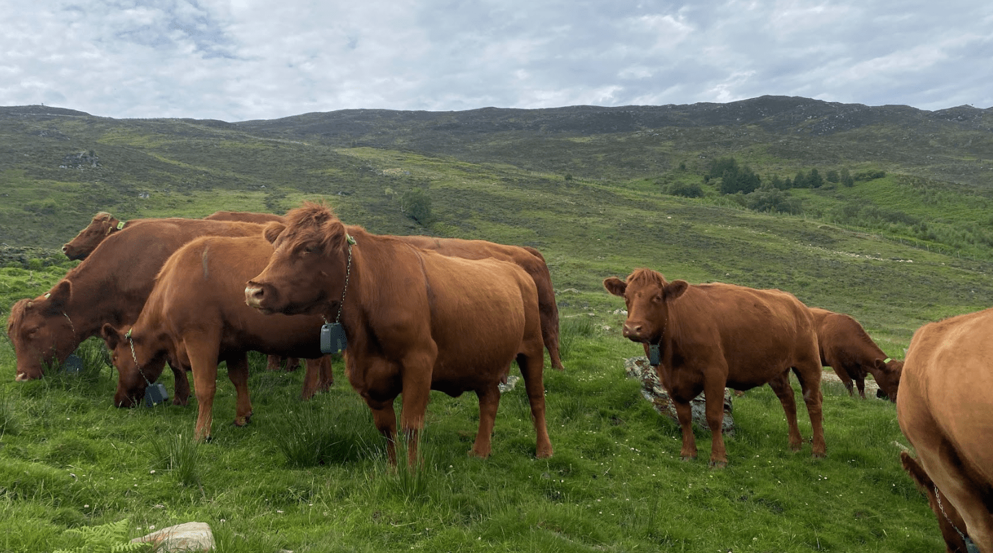 The cattle farmers guide to harvesting sensor technology